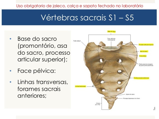 Aula 02 sistema esqueletico ok