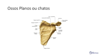Anatomia Humana - Sistema esquelético.pptx