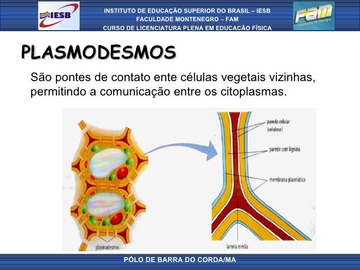 Aula03: A SUPERFÍCIEvCELULAR INTERCÂMBIO ENTRE AvCÉLULA E O MEIO