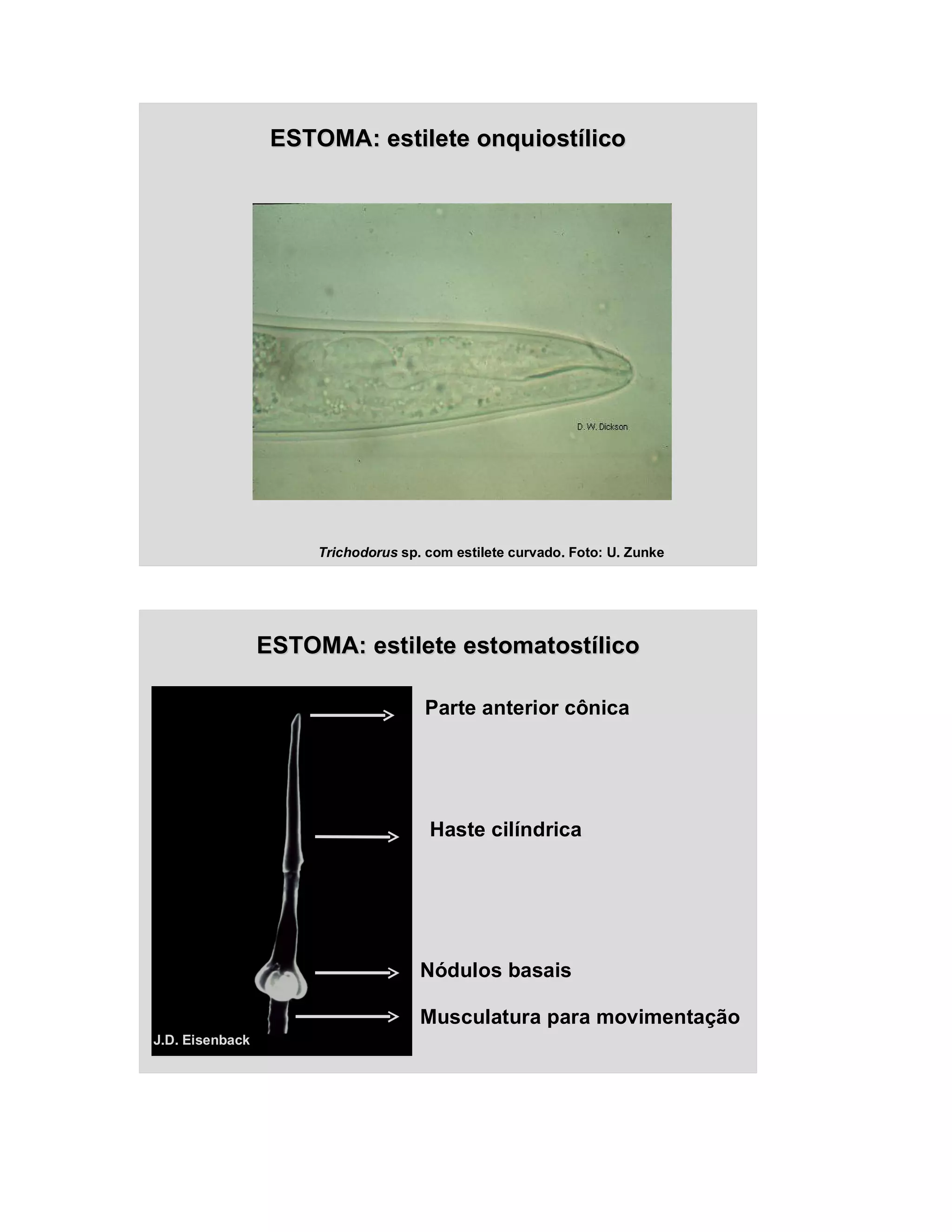 Nematologia Agricola UFMT - anatomia e morfologia | PDF | Ear, Nose and ...