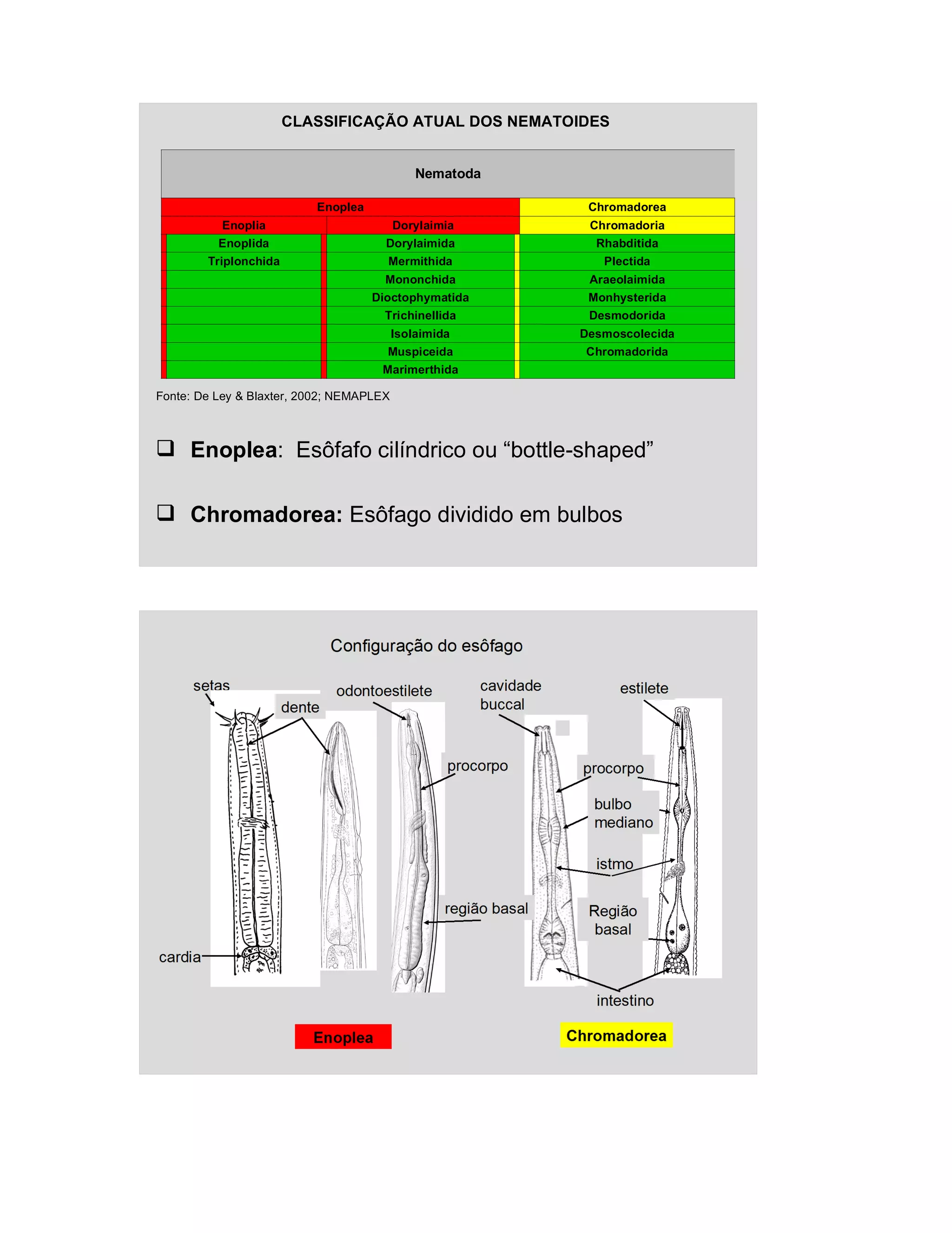 Nematologia Agricola UFMT - anatomia e morfologia | PDF | Ear, Nose and ...