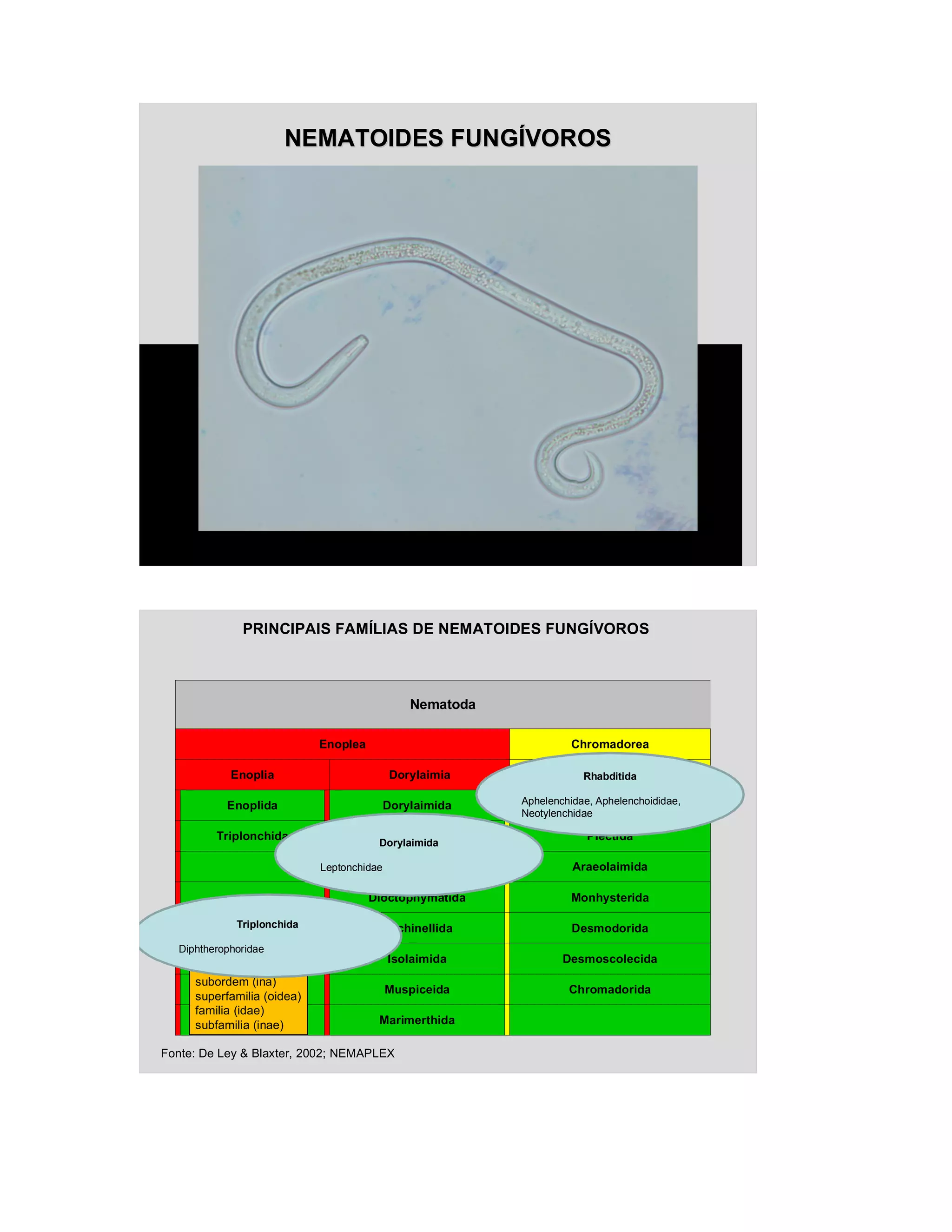 Nematologia Agricola UFMT - anatomia e morfologia | PDF | Ear, Nose and ...