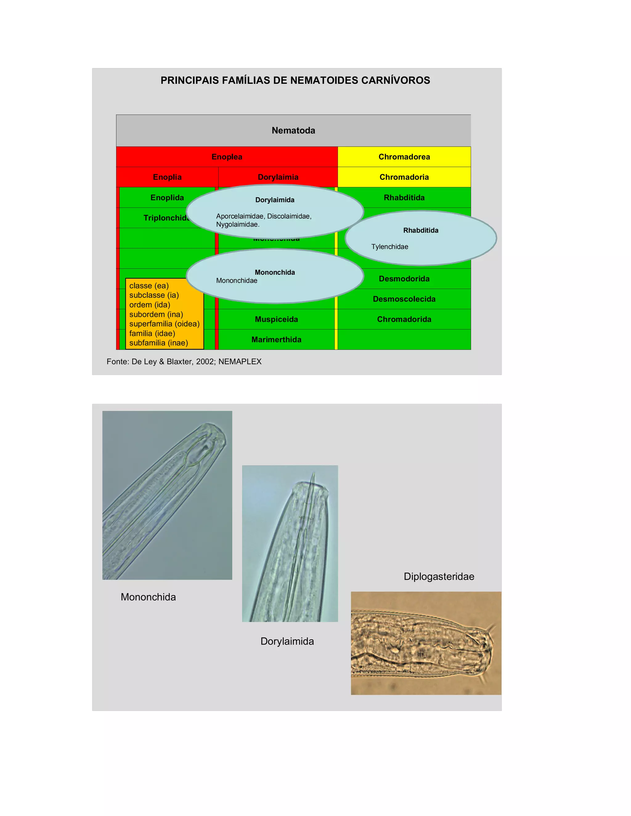 Nematologia Agricola UFMT - anatomia e morfologia | PDF | Ear, Nose and ...