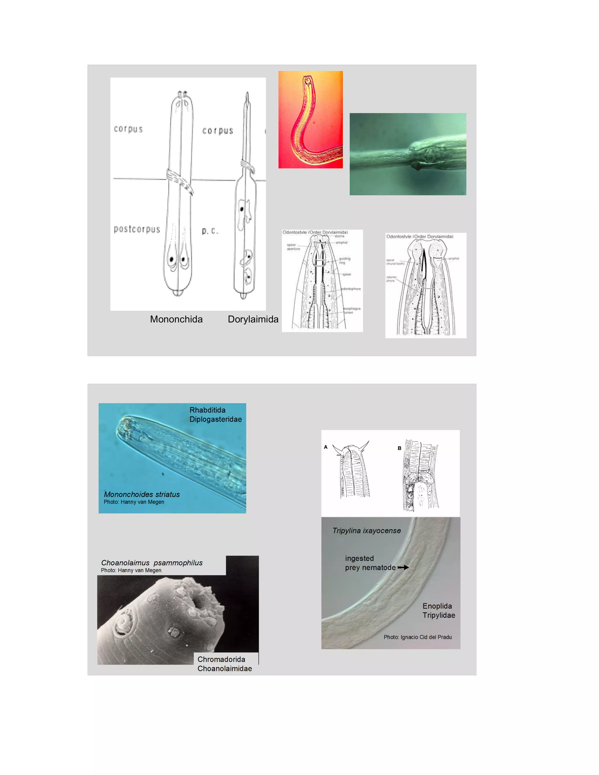Nematologia Agricola UFMT - anatomia e morfologia | PDF | Ear, Nose and ...