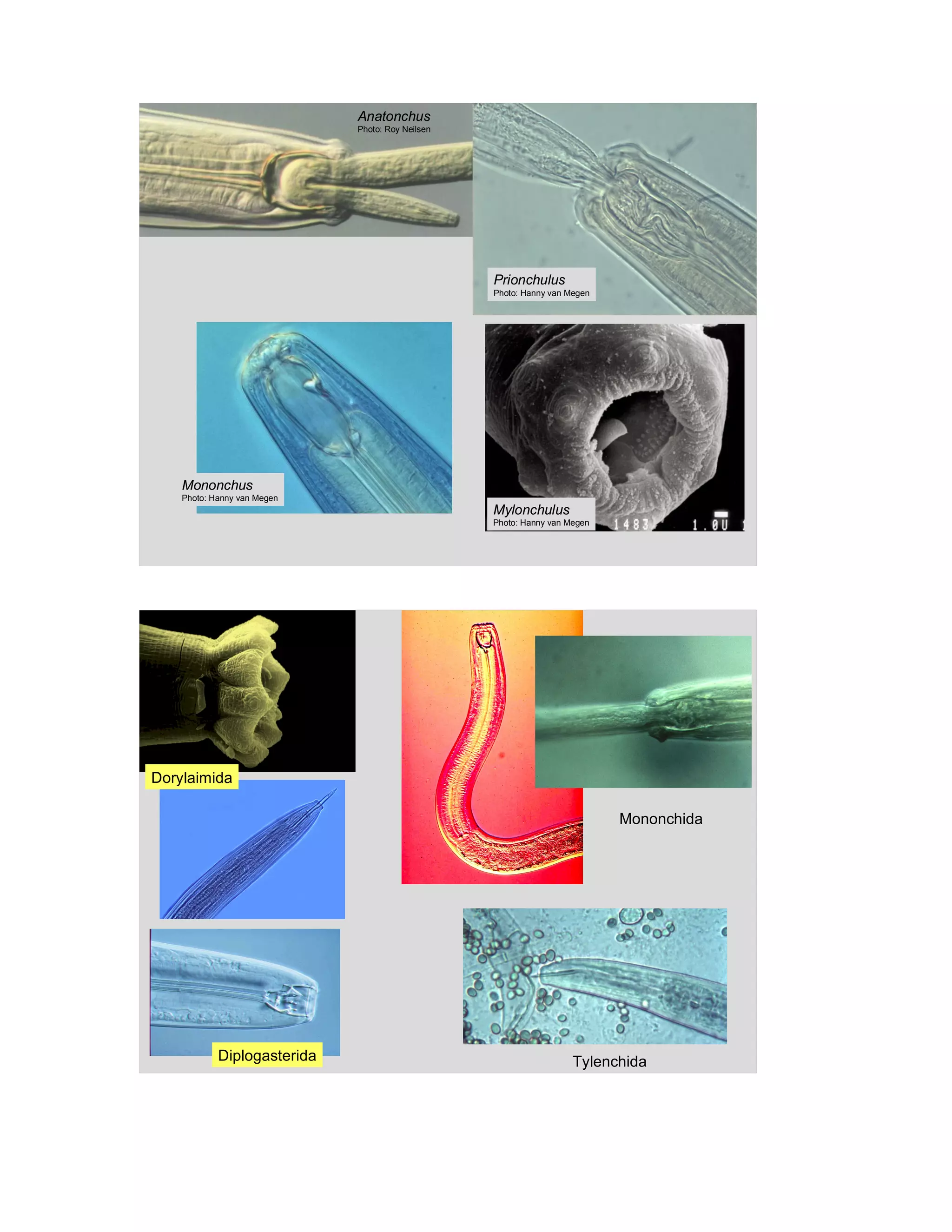Nematologia Agricola UFMT - anatomia e morfologia | PDF | Ear, Nose and ...