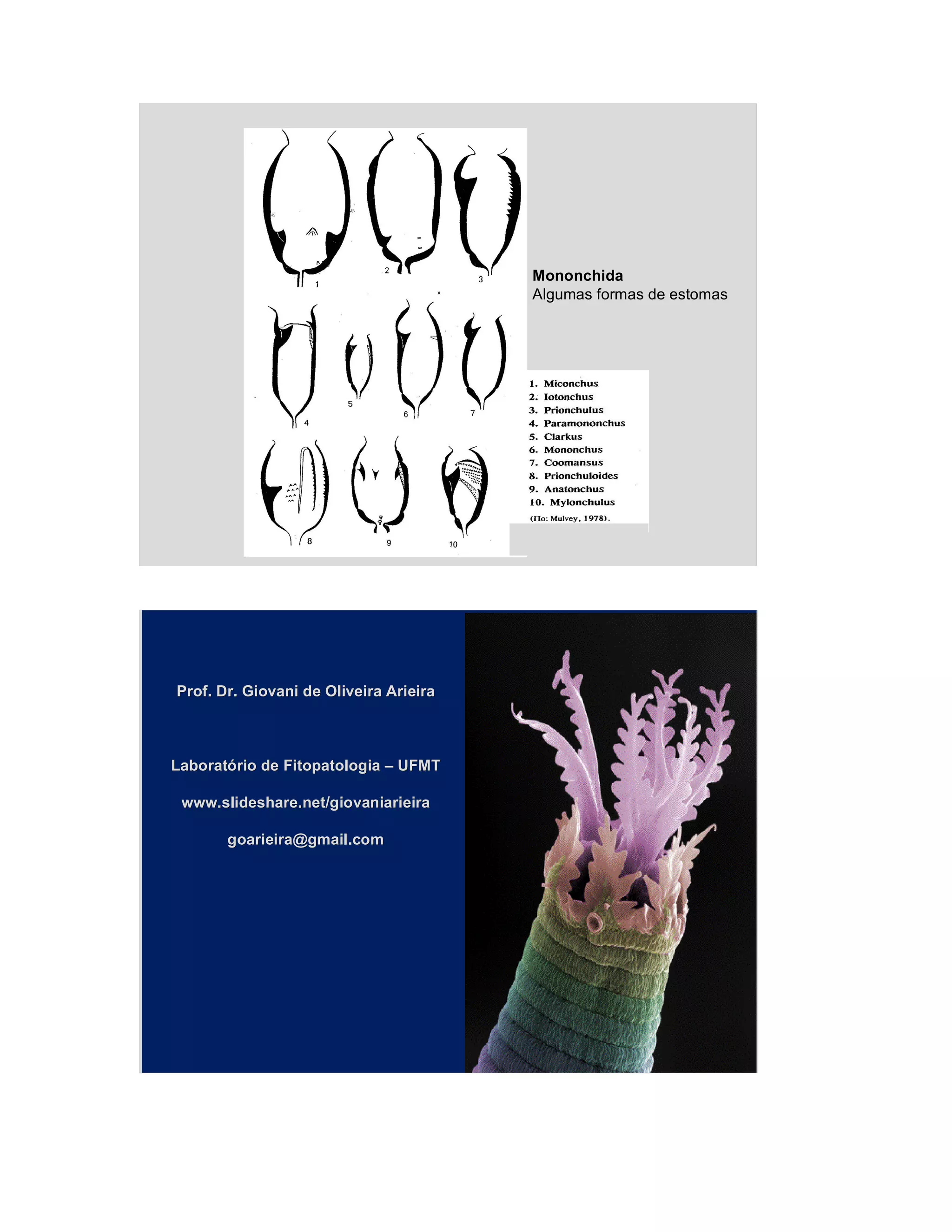 Nematologia Agricola UFMT - anatomia e morfologia | PDF | Ear, Nose and ...