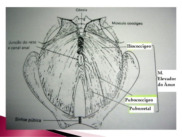 Aula 03 anatomia do asssoalho pélvico