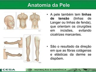 Aula 03 anatomia e fisiologia do sistema tegumentar - pele e anexos | PDF