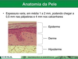 Aula 03 anatomia e fisiologia do sistema tegumentar - pele e anexos | PDF