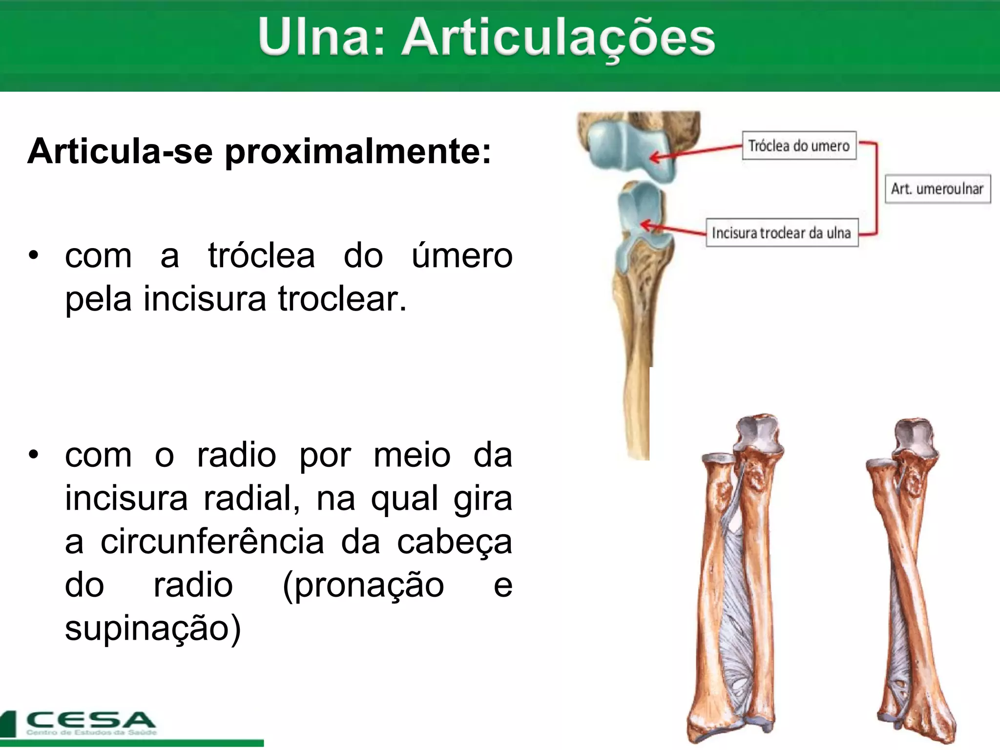 Aula 03 radiologia - anatomia do esqueleto apendicular - radio e ulna | PDF