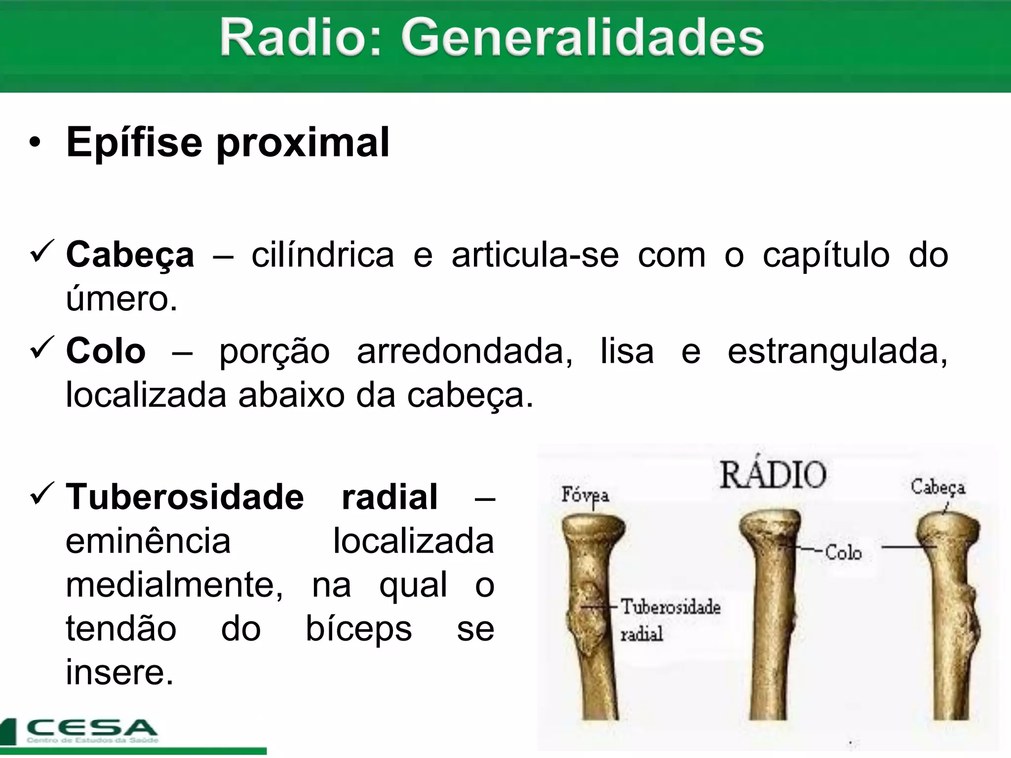 Aula 03 radiologia - anatomia do esqueleto apendicular - radio e ulna | PDF