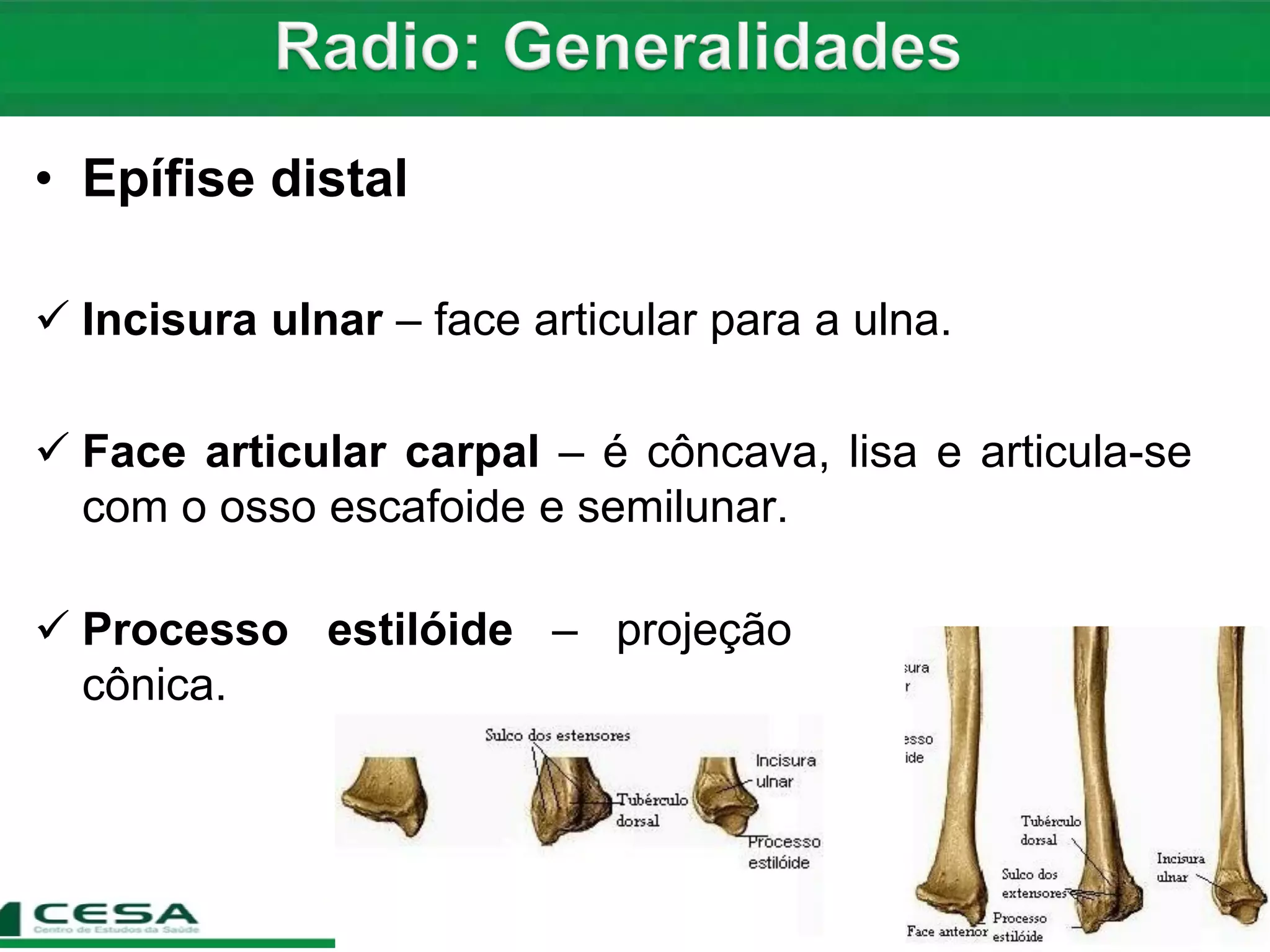 Aula 03 radiologia - anatomia do esqueleto apendicular - radio e ulna | PDF