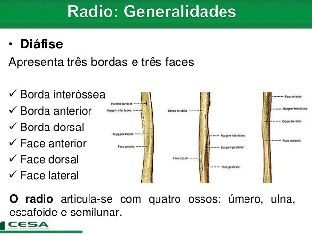 Aula 03 radiologia - anatomia do esqueleto apendicular - radio e ul…
