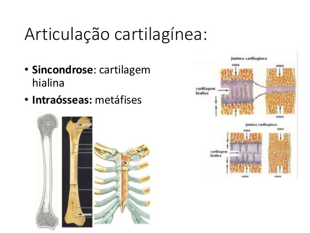 Aula 03 sistema articular