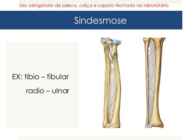 Aula 03 sistema articular ok