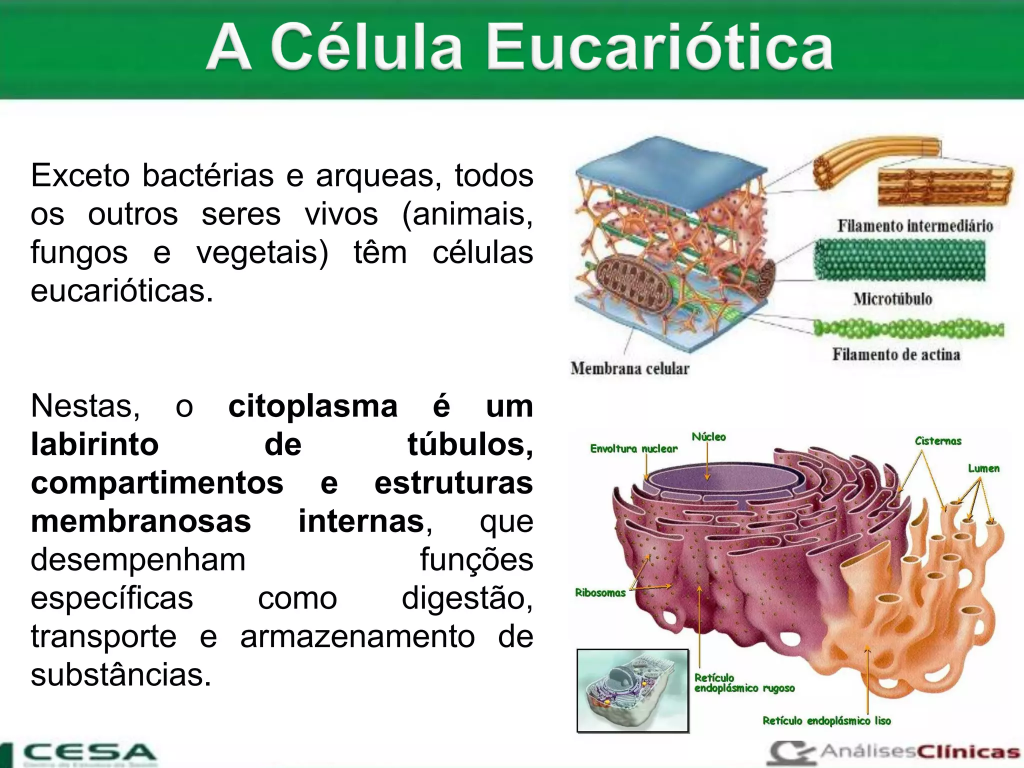 Aula 03 Tipos Básicos de Células e Bases Moleculares da Vida | PDF