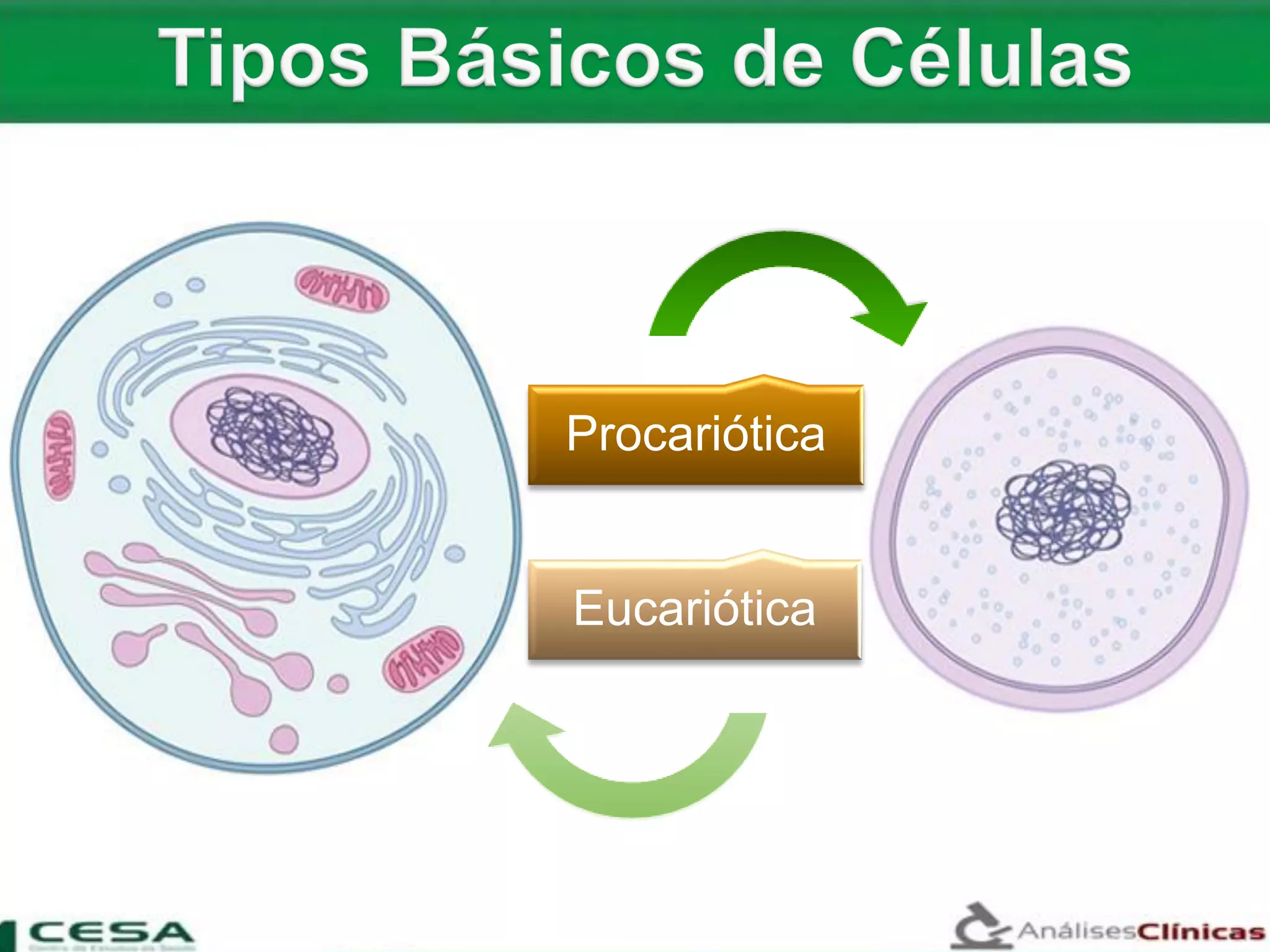 Aula 03 Tipos Básicos de Células e Bases Moleculares da Vida | PPT