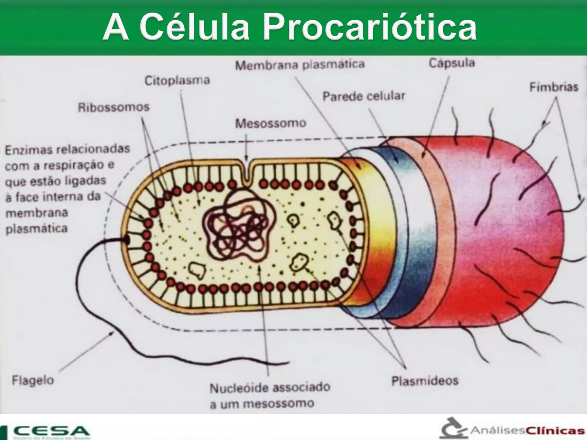 Aula 03 Tipos Básicos de Células e Bases Moleculares da Vida | PDF