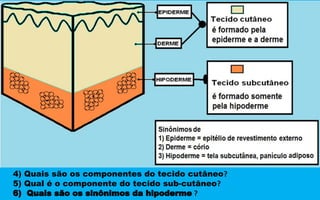 Aula=03=anato e fisio=sistema tegumentar.ppt/ANTONIO INACIO FERRAZ | PDF