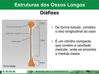 Aula 04 anatomia e fisiologia do sistema ósseo e articular.. | PDF