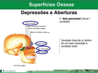 Aula 04 anatomia e fisiologia do sistema ósseo e articular.. | PDF