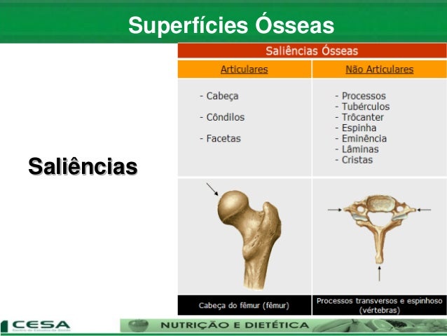 Aula 04 anatomia e fisiologia do sistema ósseo e articular..