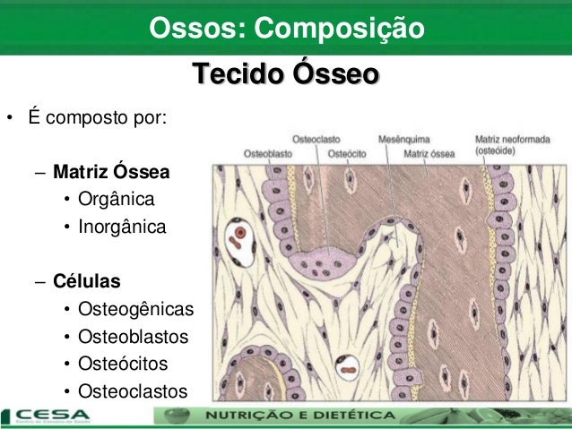 Aula 04 anatomia e fisiologia do sistema ósseo e articular..