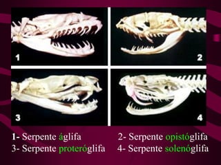 Aula 04 apresentação biologia e identificação de serpentes | PDF