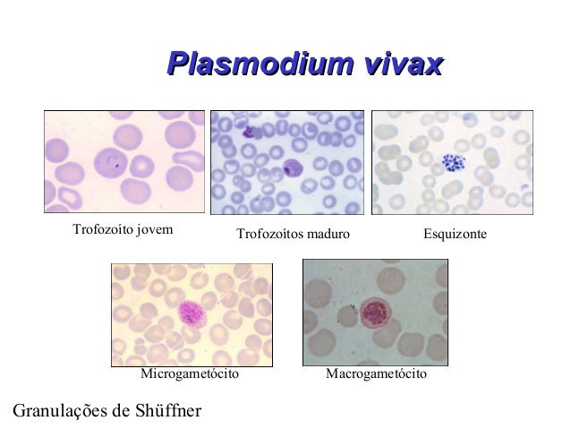 Plasmodium e malária