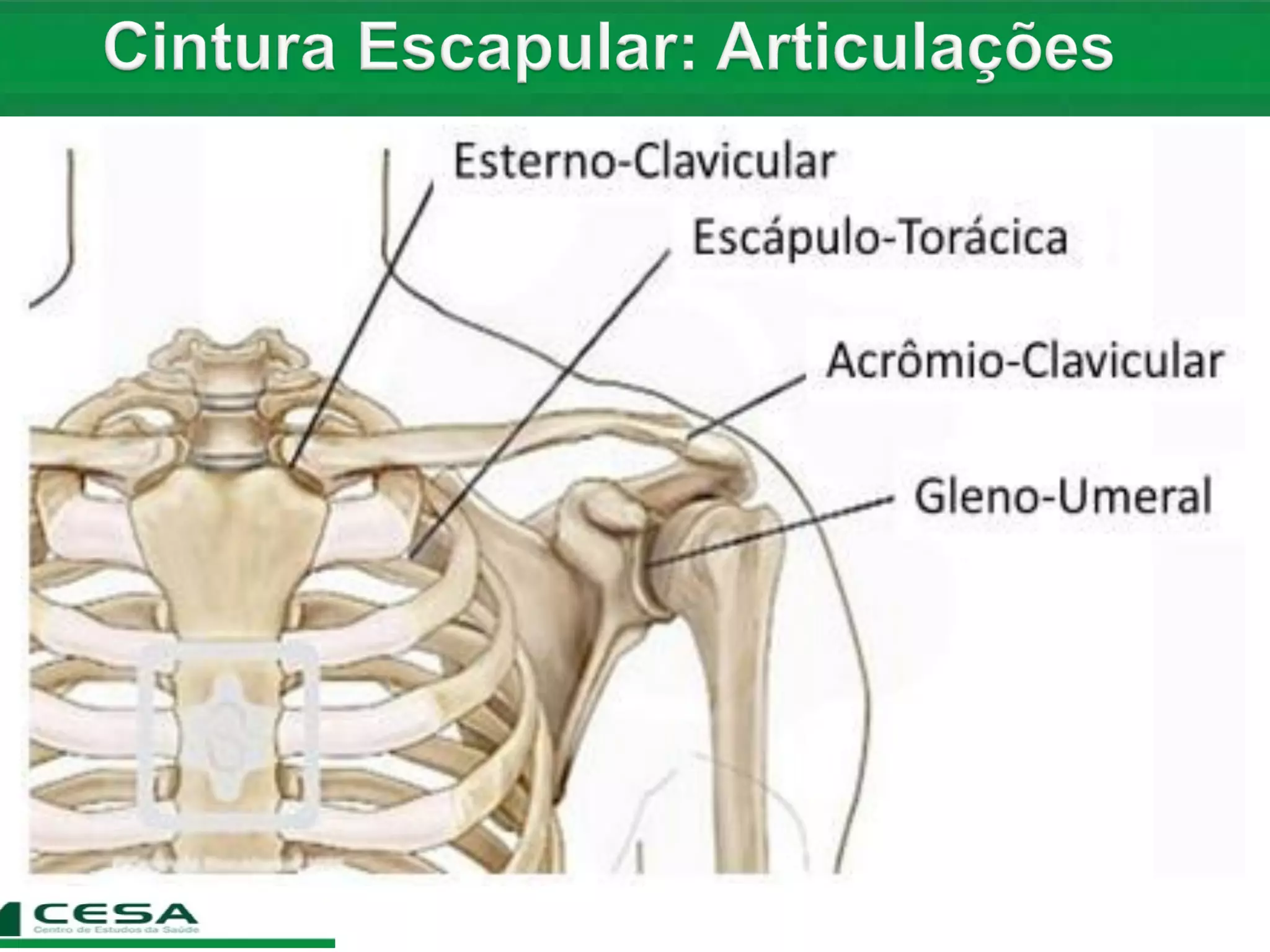 Aula 05 radiologia - anatomia do esqueleto apendicular - cintura ...