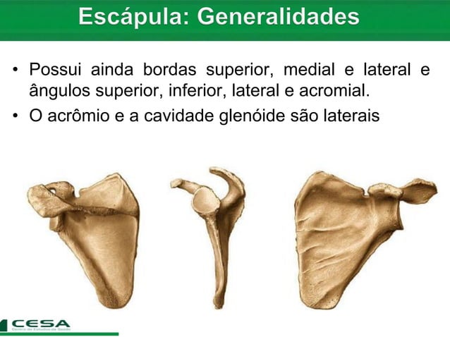 Aula 05 radiologia - anatomia do esqueleto apendicular - cintura escapular