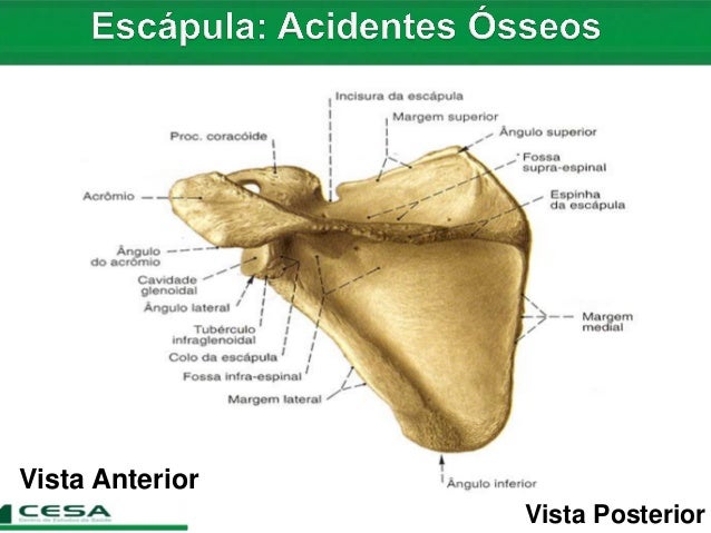 Aula 05 radiologia - anatomia do esqueleto apendicular - cintura es…