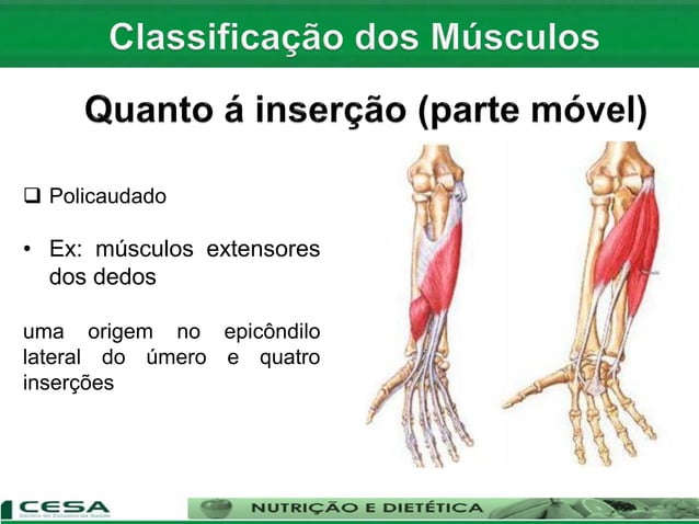 Aula 05 sistema muscular esquelético | PPT