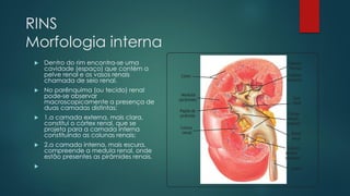 AULA 06-PARTE 2-O Sistema Urinário (1).pdf