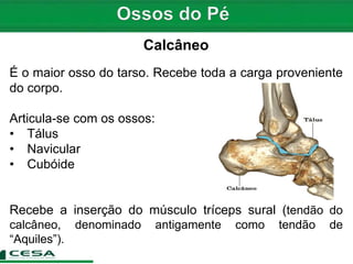 Aula 06 radiologia - anatomia do esqueleto apendicular - tarso ...