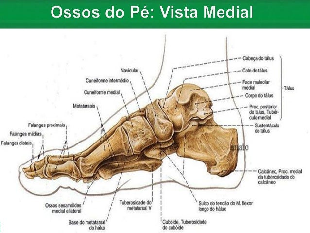 Aula 06 radiologia - anatomia do esqueleto apendicular - tarso, met…