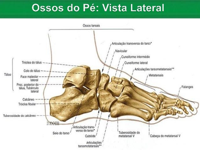 Aula 06 radiologia - anatomia do esqueleto apendicular - tarso, met…
