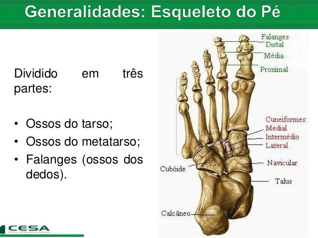 Aula 06 radiologia - anatomia do esqueleto apendicular - tarso, met…
