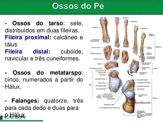Aula 06 radiologia - anatomia do esqueleto apendicular - tarso, met…