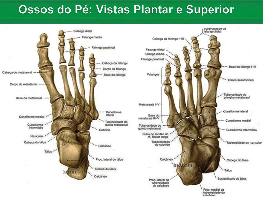 Aula 06 radiologia - anatomia do esqueleto apendicular - tarso, met…