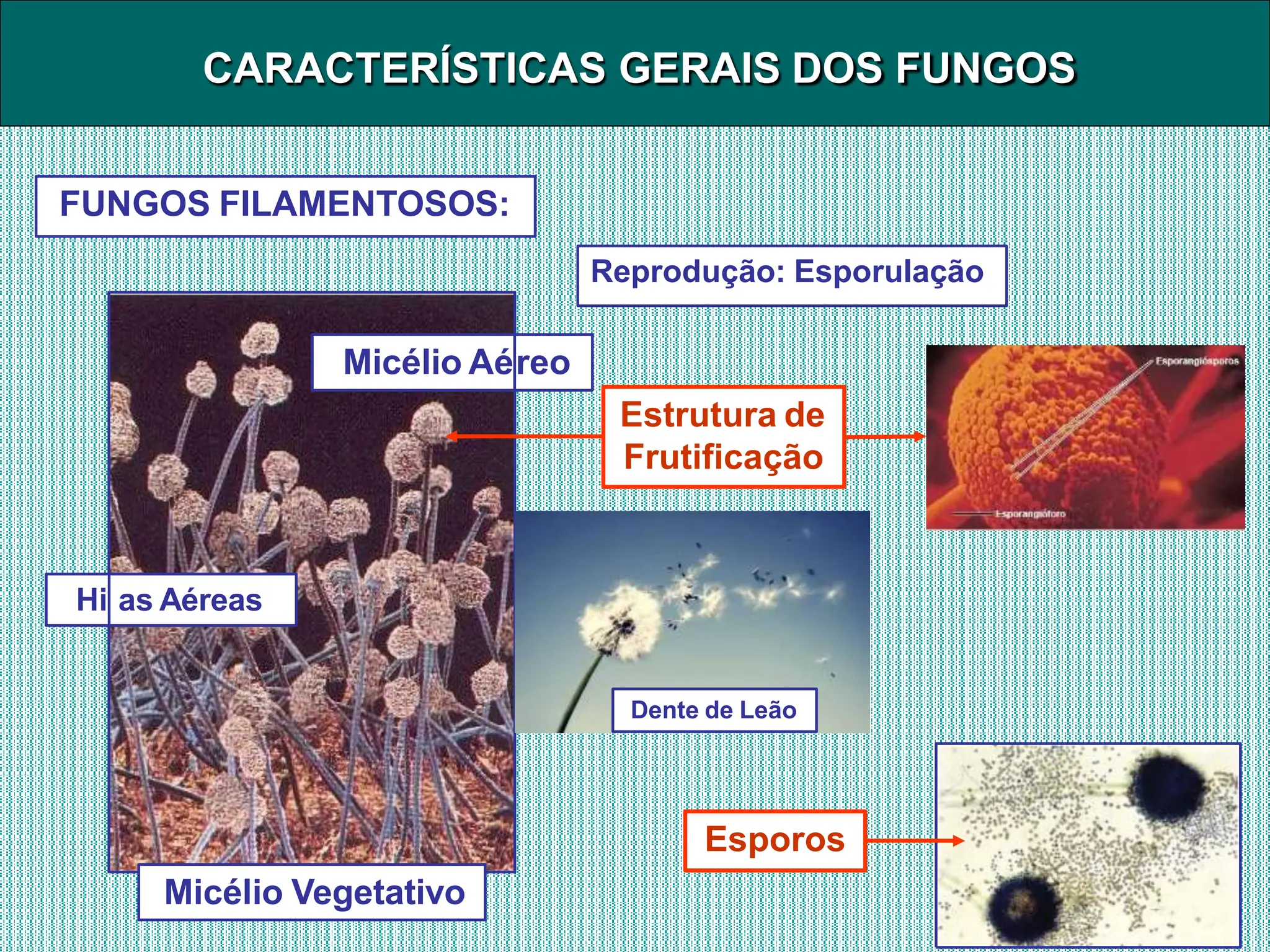 AULA 07 - CARACTERÍSTICAS GERAIS DOS FUNGOS.pptx