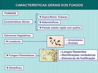 AULA 07 - CARACTERÍSTICAS GERAIS DOS FUNGOS.pptx