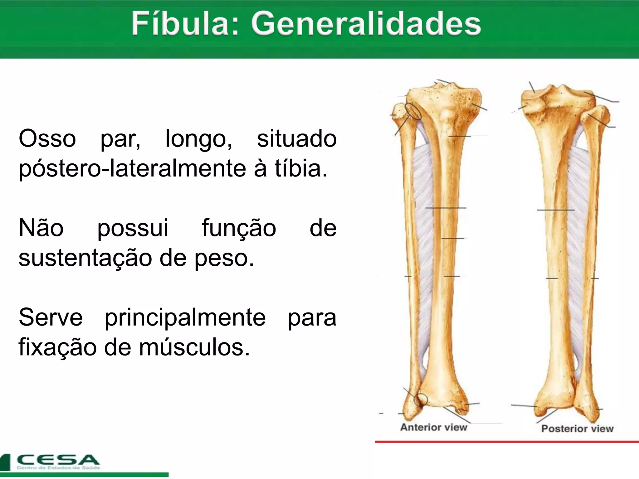 Anatomia Distal Da Tibia Articular Area Of Distal Part Of Tibia