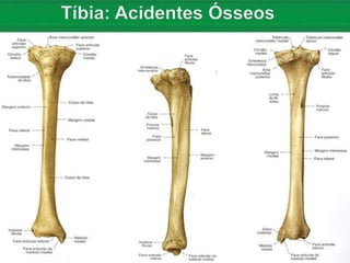 Aula 07 radiologia - anatomia do esqueleto apendicular - tíbia e fíbula | PDF