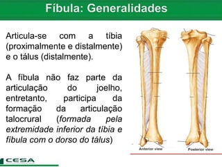 Aula 07 radiologia - anatomia do esqueleto apendicular - tíbia e fíbula | PPT