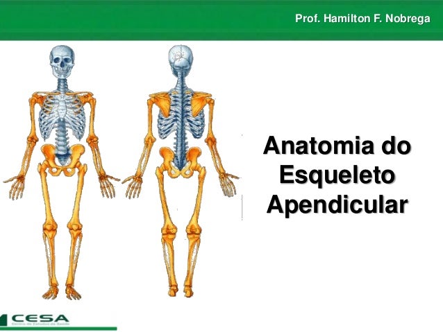 Esqueleto Apendicular