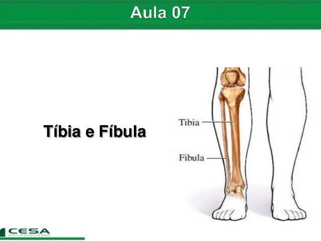 Aula 07 radiologia - anatomia do esqueleto apendicular - tíbia e fí…