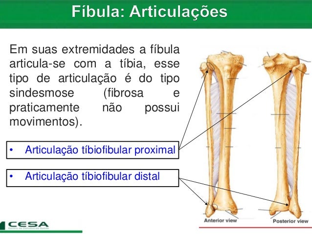 Aula 07 radiologia - anatomia do esqueleto apendicular - tíbia e fí…