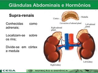 Aula 07 sistema endócrino - anatomia e fisiologia | PDF