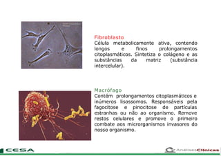 Aula 08 histologia | PDF